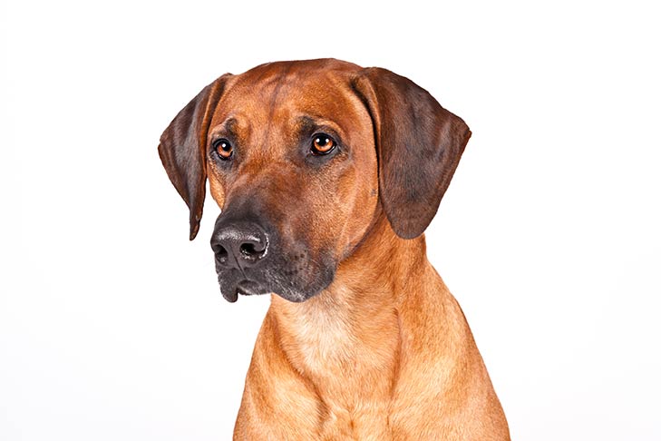 Rhodesian Ridgeback Dog Breed Information