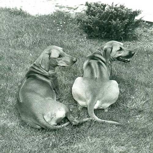 Rhodesian Ridgeback Dog Breed Information