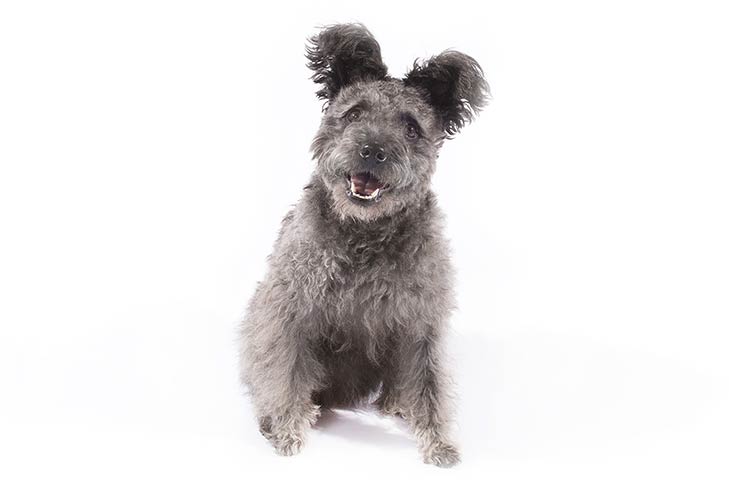 Pumi Dog Breed Information