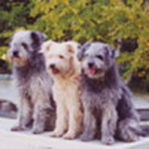 Pumi Dog Breed Information