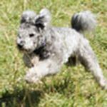 Pumi Dog Breed Information