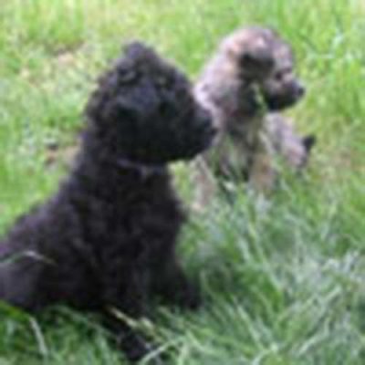 Pumi Dog Breed Information