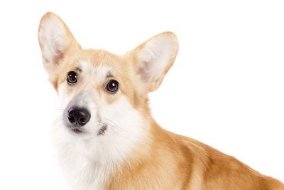 Pembroke Welsh Corgi Pictures - American Kennel Club