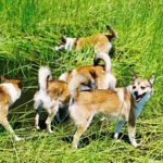 Norwegian Lundehund Dog Breed Information