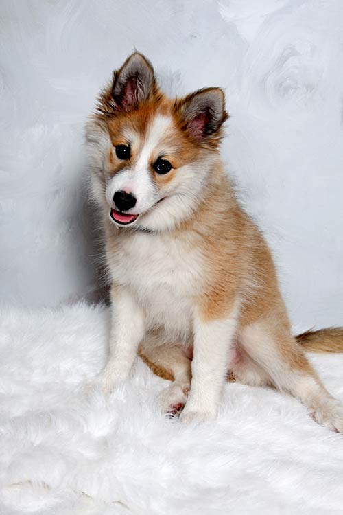 Norwegian Lundehund Dog Breed Information