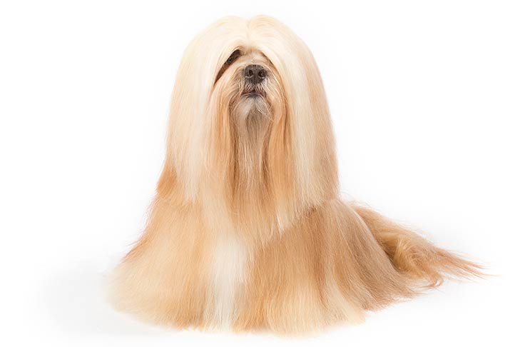 Lhasa Apso Dog Breed Information