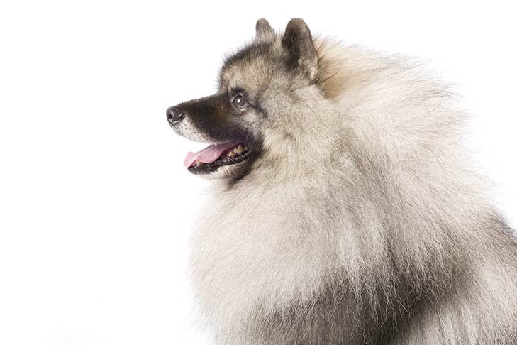 Keeshond Dog Breed Information
