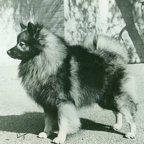 Keeshond Dog Breed Information