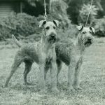 Irish Terrier Dog Breed Information