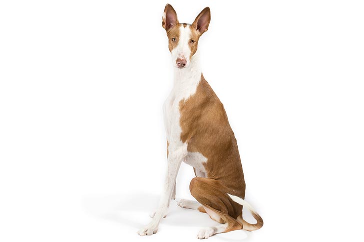 Ibizan Hound Dog Breed Information