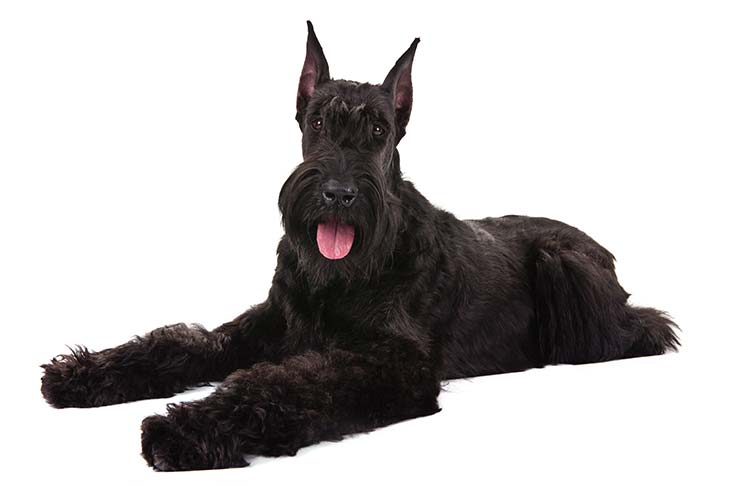 Giant Schnauzer Dog Breed Information