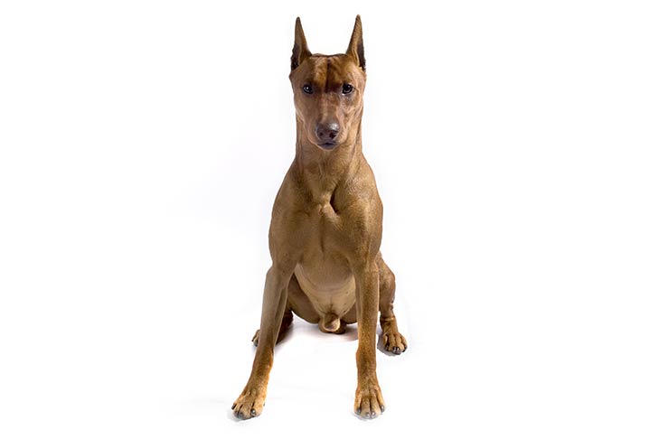 German Pinscher Dog Breed Information