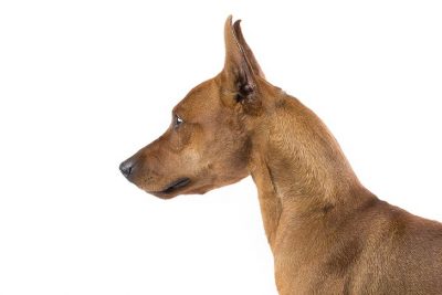 German Pinscher Pictures - American Kennel Club