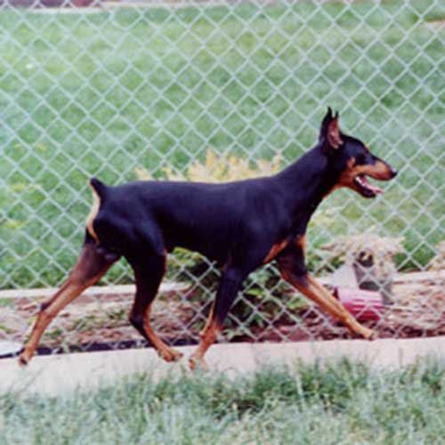 German Pinscher Dog Breed Information