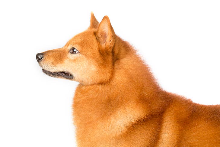Finnish Spitz Dog Breed Information