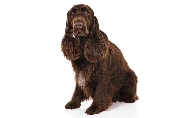 Field Spaniel Dog Breed Information