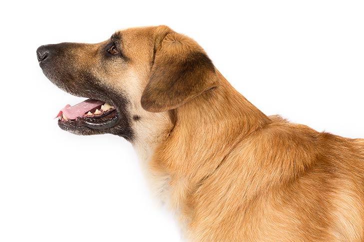 Chinook Dog Breed Information