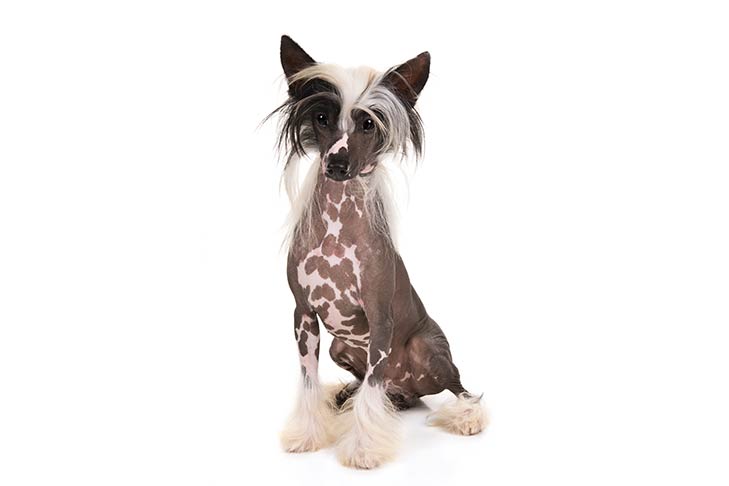 Chinese Crested Dog Breed Information