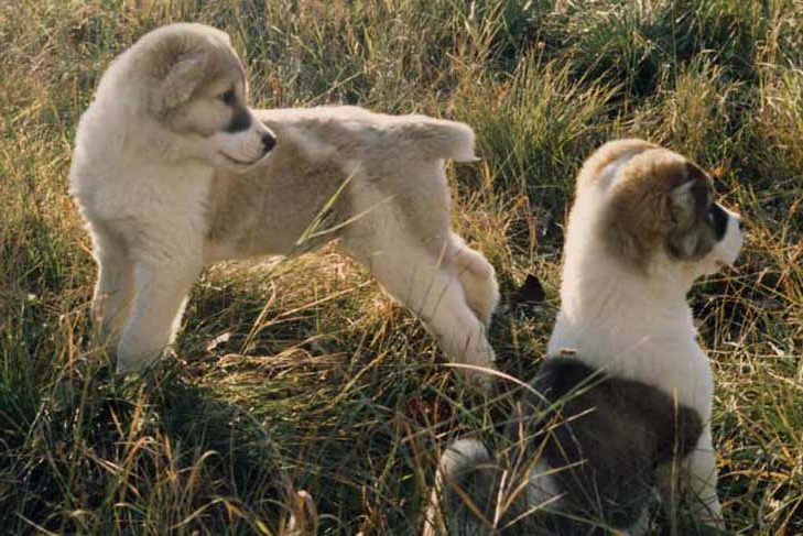 Central Asian Shepherd Dog Dog Breed Information - American Kennel Club