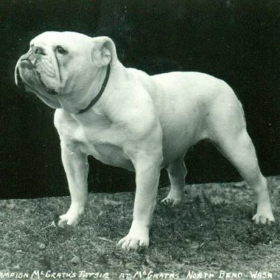 Bulldog Dog Breed Information