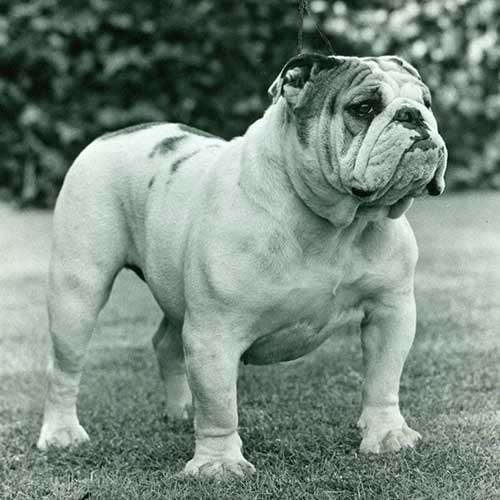 Bulldog Dog Breed Information