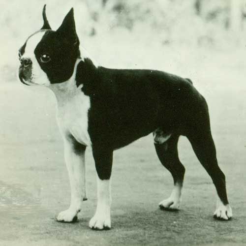Boston Terrier Dog Breed Information