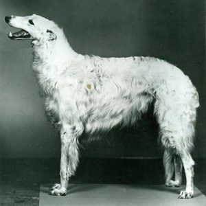 Borzoi Dog Breed Information