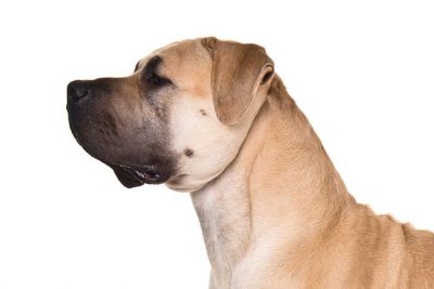 Boerboel Pictures - American Kennel Club