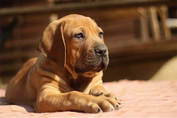 Boerboel Dog Breed Information