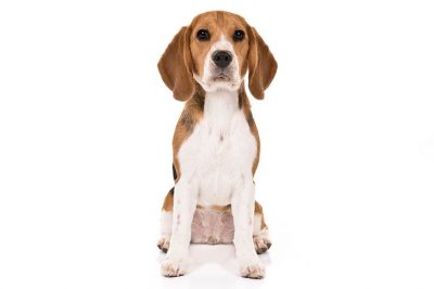 Beagle Pictures - American Kennel Club