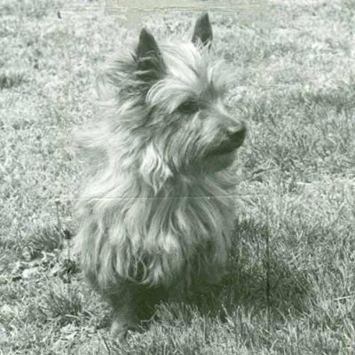 Australian Terrier Dog Breed Information