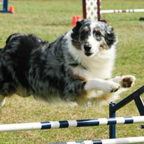 Australian Shepherd Dog Breed Information
