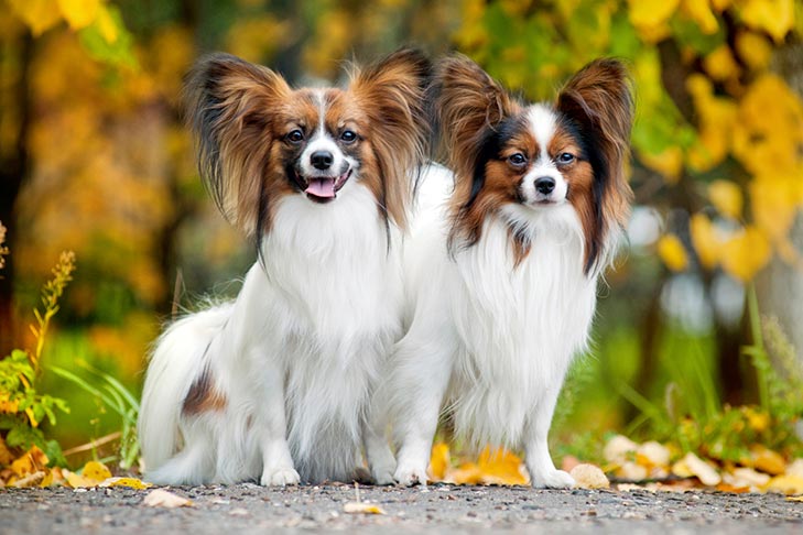 Papillon Dog Breed Information