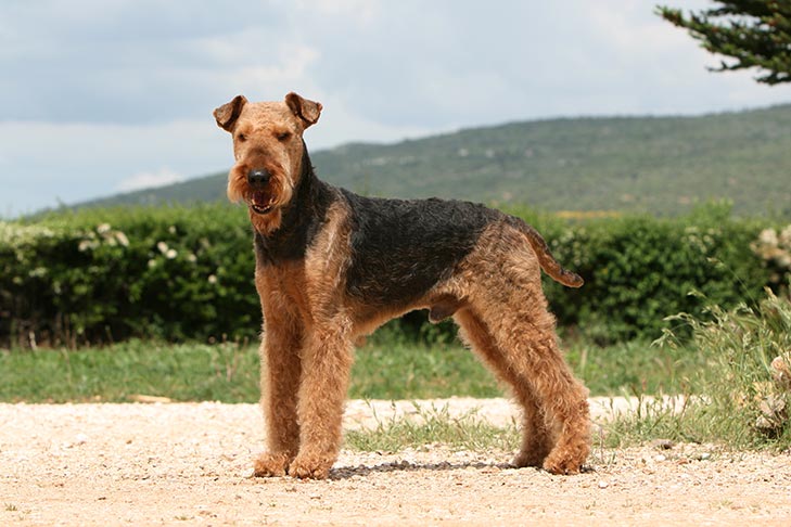 Airedale Terrier Dog Breed Information
