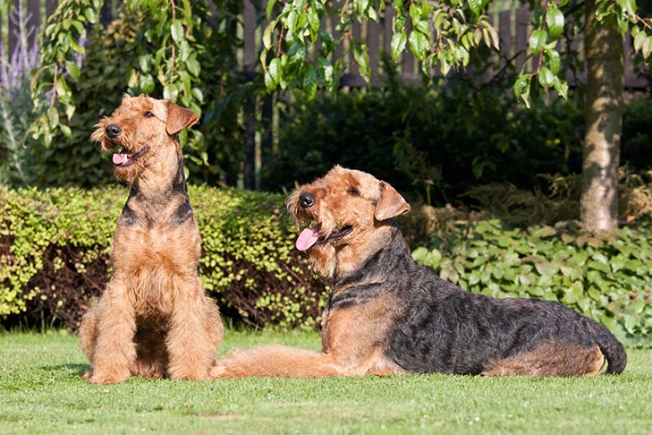 Airedale Terrier Dog Breed Information