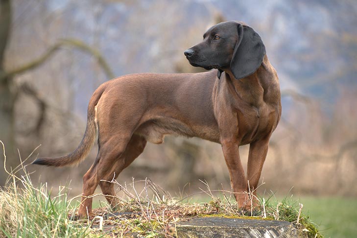 Bavarian Mountain Scent Hound Dog Breed Information