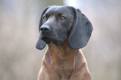 Bavarian Mountain Scent Hound Pictures - American Kennel Club