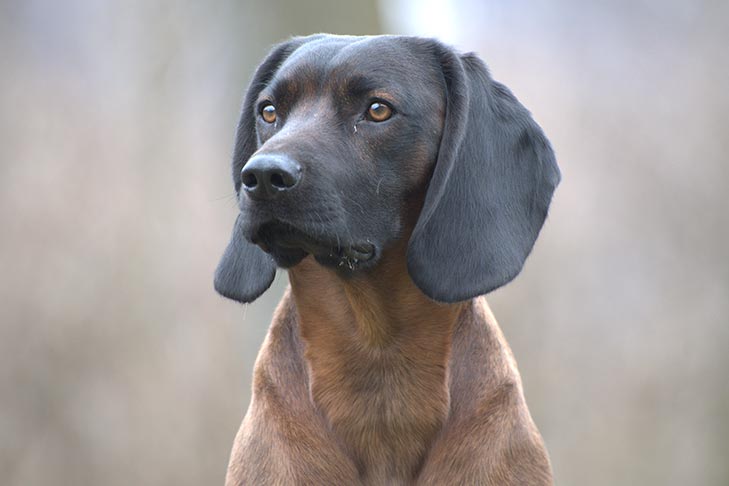 Bavarian Mountain Scent Hound Dog Breed Information