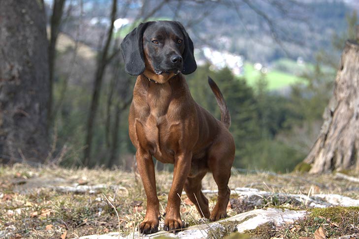 Bavarian Mountain Scent Hound Dog Breed Information