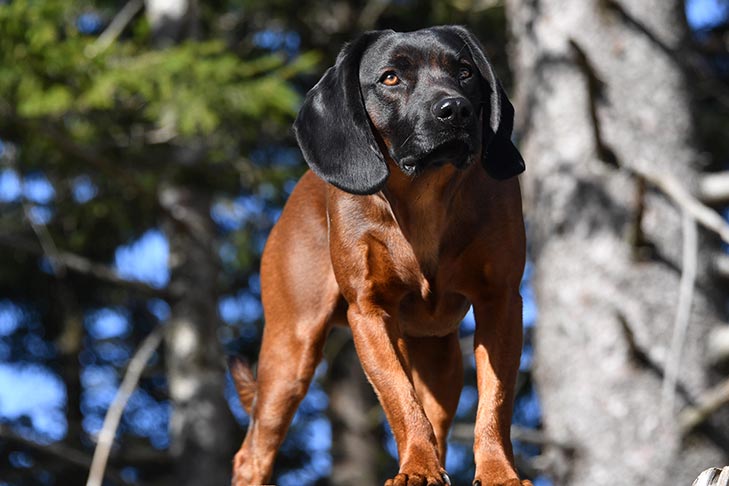 Bavarian Mountain Scent Hound Dog Breed Information