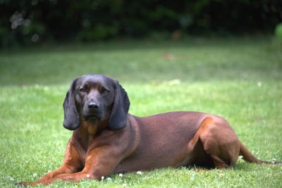 Bavarian Mountain Scent Hound Pictures - American Kennel Club