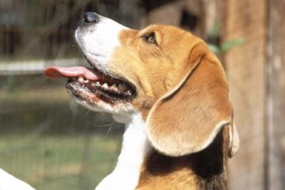 Beagle Pictures - American Kennel Club