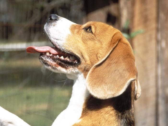Beagle Dog Breed Information