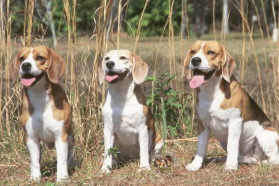 Beagle Pictures - American Kennel Club