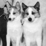 Norrbottenspets Dog Breed Information - American Kennel Club