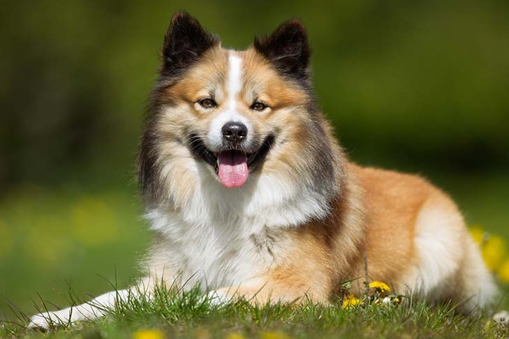 Icelandic Sheepdog Dog Breed Information