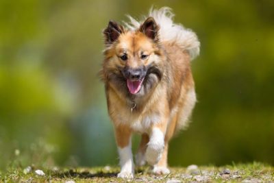Meet the Spectacular Spitz Breeds — American Kennel Club