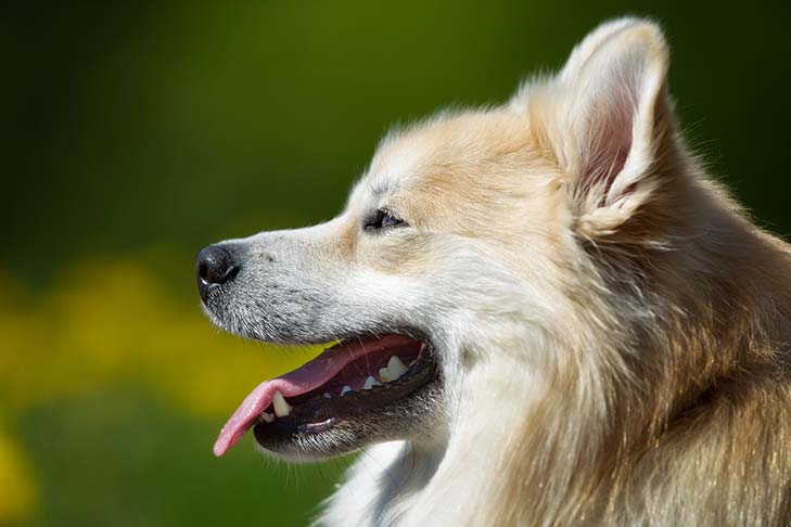 Icelandic Sheepdog Dog Breed Information