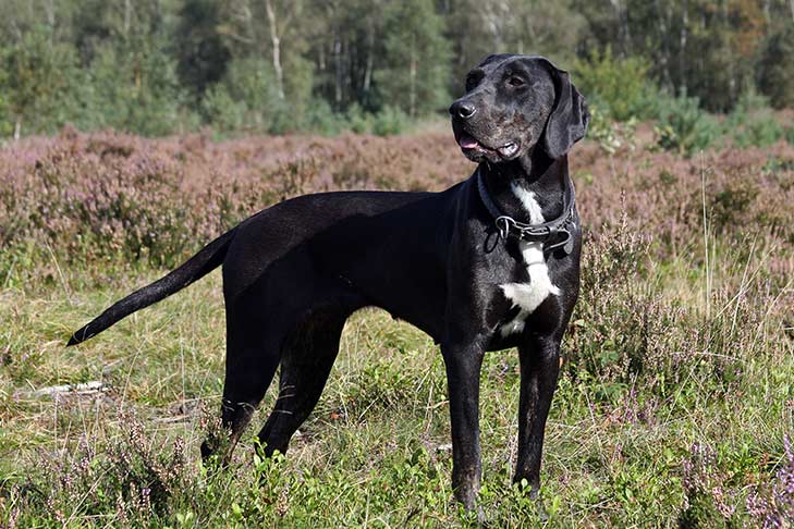 Catahoula Leopard Dog Dog Breed Information - American Kennel Club