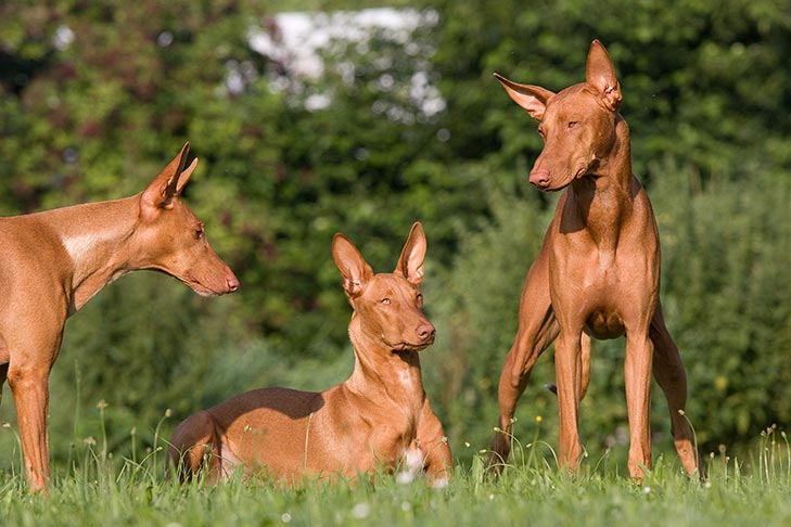 Pharaoh Hound Dog Breed Information